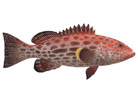 Yellowmouth Grouper