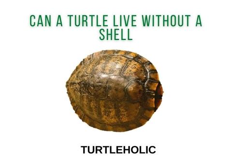 Can A Turtle Live Without A Shell The Truth TurtleHolic