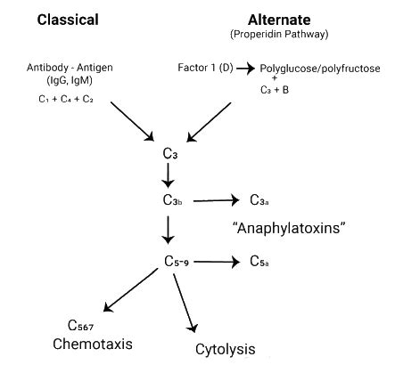 Complement Pathway Medical Science Optional Notes For UPSC PDF Download