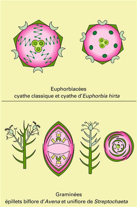 Angiospermes états Préfloraux Vue 1 Média Encyclopædia Universalis