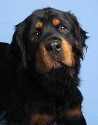 23 Best Long Haired Rottweiler Ideas Rottweiler Long Haired