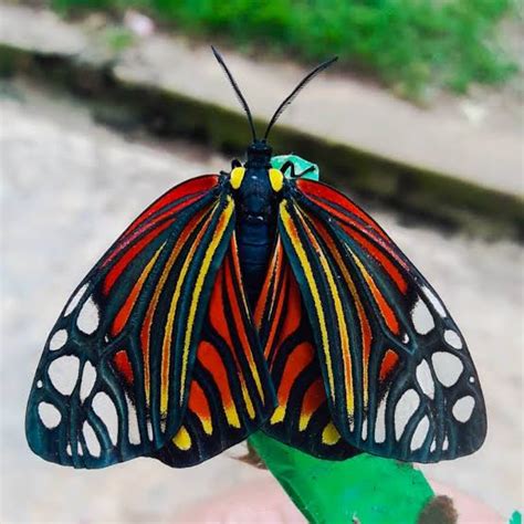 Notoptera Insect Wiki Fandom