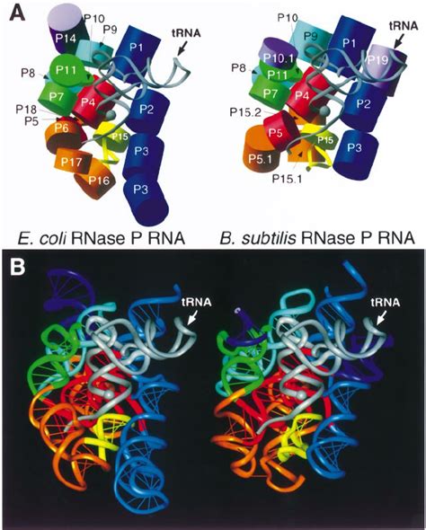 A Helix Barrel Models Of Li And Bsubtilis Rnase P Rnatrna Download Scientific Diagram
