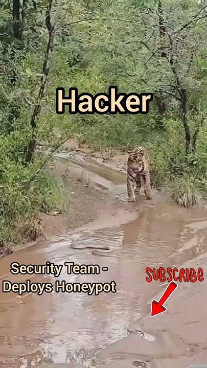 When The Security Team Deploys A Honeypot Hacker Shorts Itsecurity
