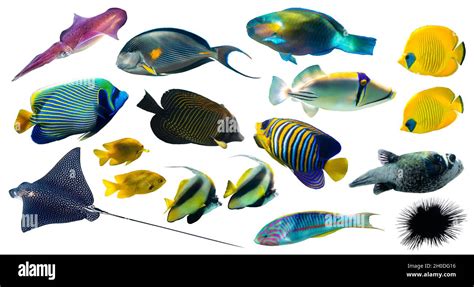 Tropical Fish Background