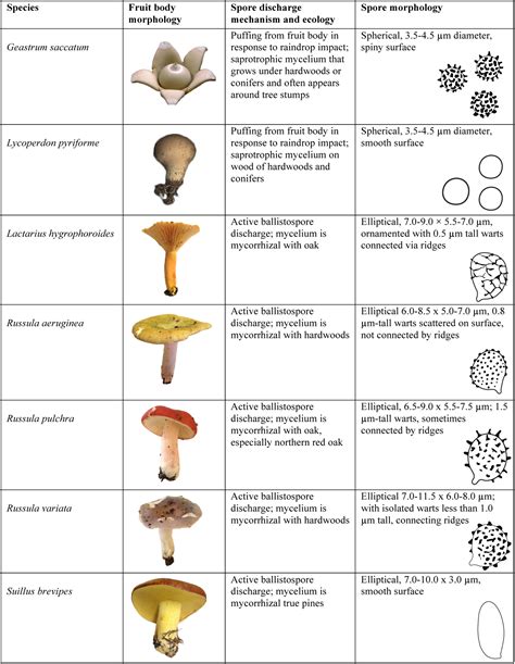 fungal spores