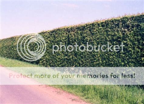 Jonathan Salmon A Hedge