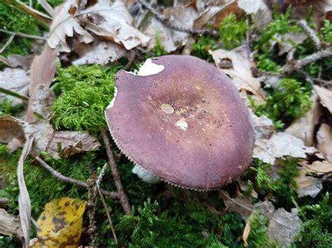 Edible Mushrooms Identification Guide Photos And Names Fungiatlas 🍄