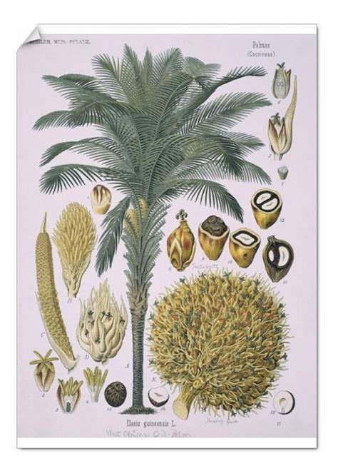 Fine Art Print Elaeis Guineensis Jacq African Oil Palm Poster