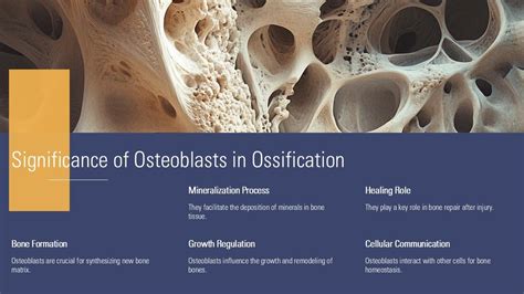 Endochondral And Membranous Ossification Ppt Template Acp Ppt Example