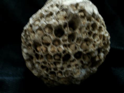 Paper Wasp Nest Fossil ID The Fossil Forum