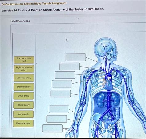 Solved Text Label The Arteries Anatomy Of The Systemic Circulation