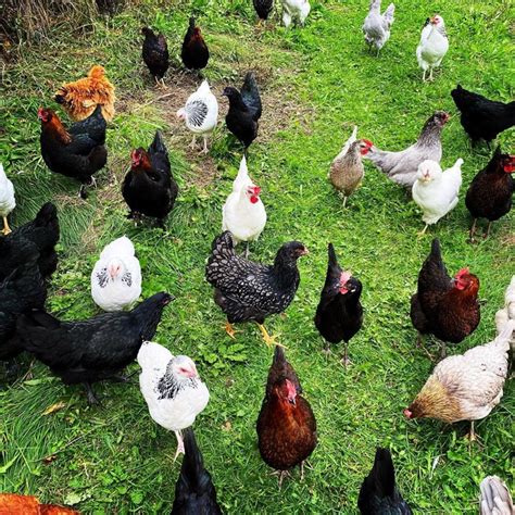 Velsmagende æg Og Kød Hos Hønseriet Lystbæk Smagen Af Vest