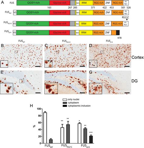 Generation Of Human Fused In Sarcoma Fus Mouse Models Using Raav1 And Download Scientific
