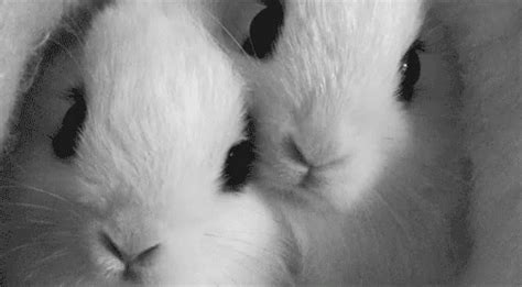 Cuddle Cute  Cuddle Cute Bunny Discover And Share S