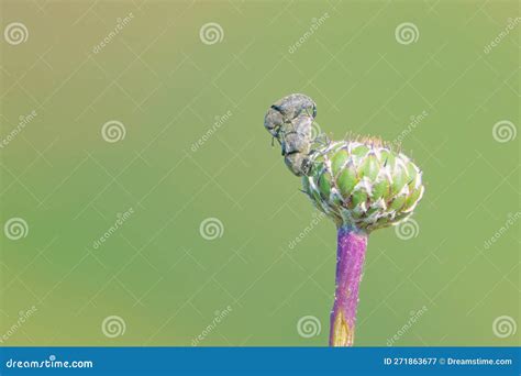 Mating Weebil Stock Image Image Of Curculionidae Life 271863677