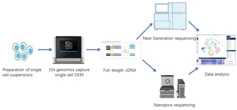 Single-cell full-length transcriptome_Transcriptional regulation_Services_Benagen Technology