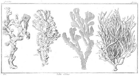The Secret Sex Lives Of Deep Dark Corals Hakai Magazine