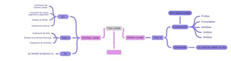 Ciclo Celular Coggle Diagram Ciclo Celular Coggle Diagram