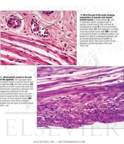 Light Micrograph Of Smooth Muscle In The Wall Of The Appendix