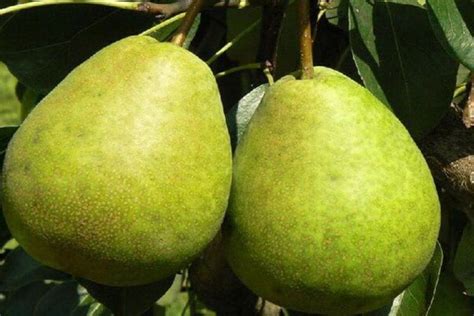 Груша Белорусская поздняя: описание сорта, отзывы, фото