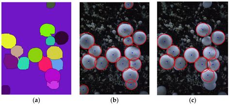 Agronomy Free Full Text A Novel Segmentation Recognition Algorithm Of Agaricus Bisporus