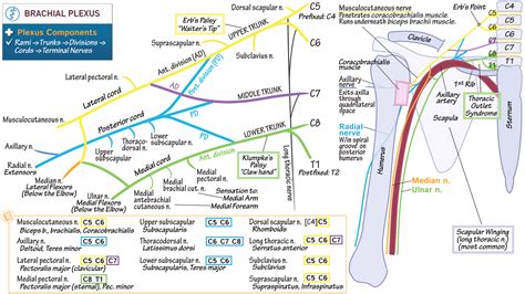 Simple Info About How To Draw A Brachial Plexus Crowddrawing