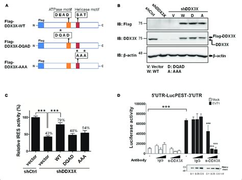 Ddx3x Employs Its Helicase Activity To Stimulate Ires Dependent