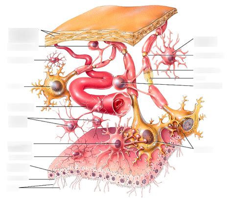 Neuroglia Diagram Quizlet