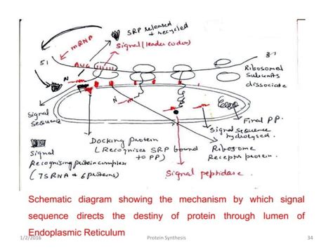 Structure And Function Of Messenger Rna Mrna