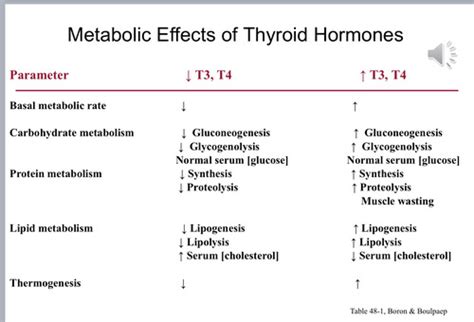 Human Physiology Thyroid Metabolic Hormones Flashcards Quizlet