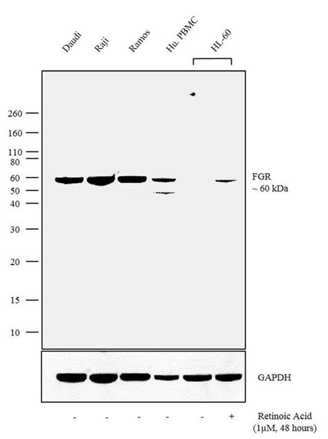 Fgr Antibody 703189