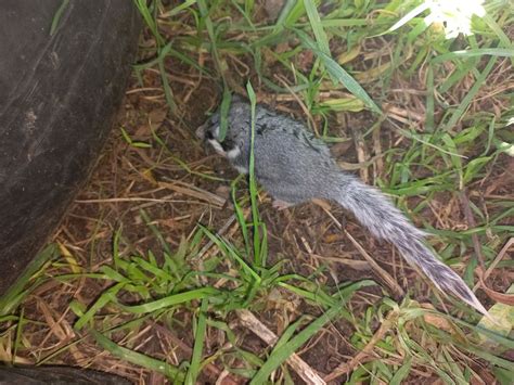 Graphiurus Graphiurus Ocularis