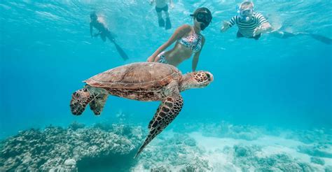 Oahu Waikiki Turtle Snorkeling Adventure Getyourguide