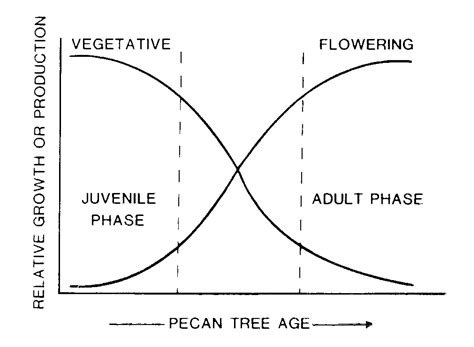 Pecan Tree Life Cycle
