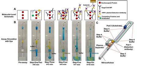 a molecular level representation of detection zone during different