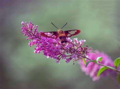 250 Hemaris Diffinis Fotografías De Stock Fotos E Imágenes Libres De Derechos Istock