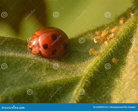 Two Newly Hatched Chicks Are In The Nest Royalty Free Stock