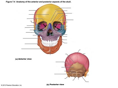 Anatomy Of The Anterior And Posterior Aspects Of The Skull Diagram
