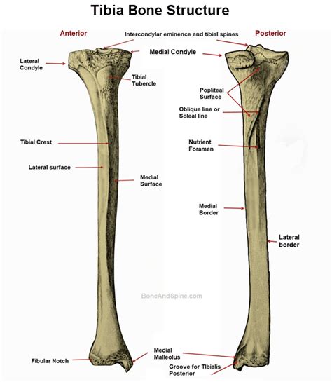 Tibia Bone Anatomy Knee Knee Anatomy Expert Alain E Elbaz Md