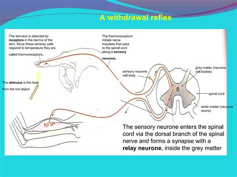 Spinal Reflexes 9 Ppt