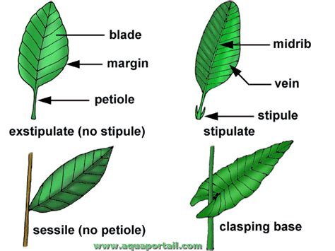Scale Leaf Definition And Function At Helen Williamson Blog