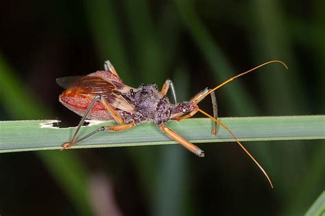 Kissing Bug” Disease Spreading In Us Cdc Report Suggests