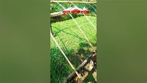 এগ্রিকালচার ফুল কবি চারা রোপণের সময় Youtube