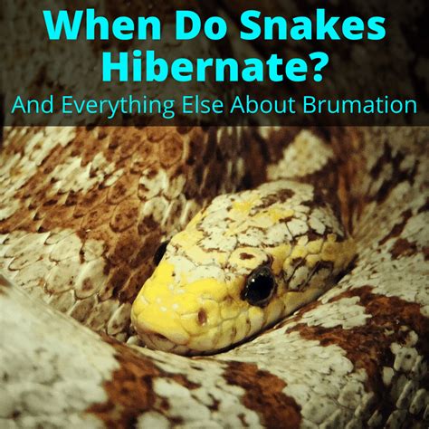 When Do Snakes Hibernate And Everything Else About Brumation