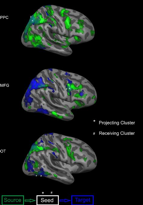 Figure S3 Recurrent Interactions In The Visuospatial Network These Download Scientific Diagram