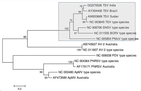 1 maximum likelihood dendrogram based on wag parameter model