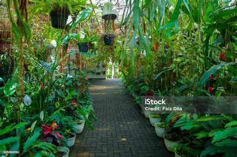 아름다운 정원 화분에 심은 식물과 장식용 잔디가 있는 온실 내부 꽃 식물에 대한 스톡 사진 및 기타 이미지 꽃 식물 녹색 농업 Istock