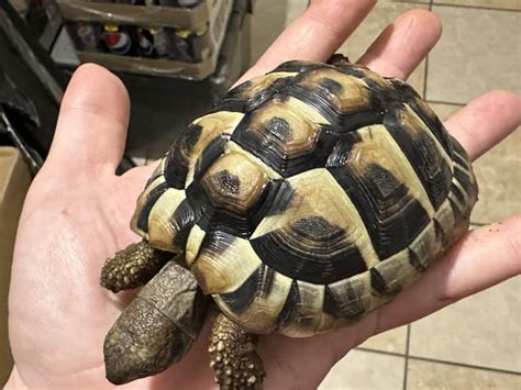 Does Shell Growth Look Good Rtortoise