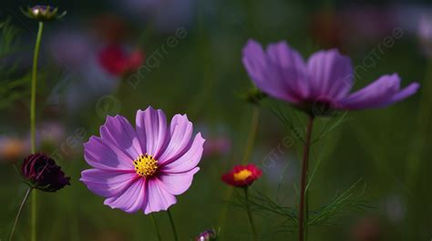 코스모스와 소닉 배경 일러스트 코스모스와 소닉 사진 및 배경 화면 무료 다운로드 Pngtree